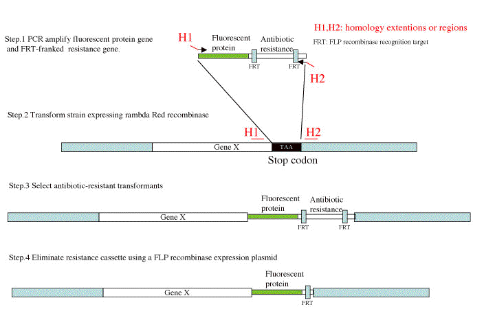 GYCFPfusion protocolver8eng